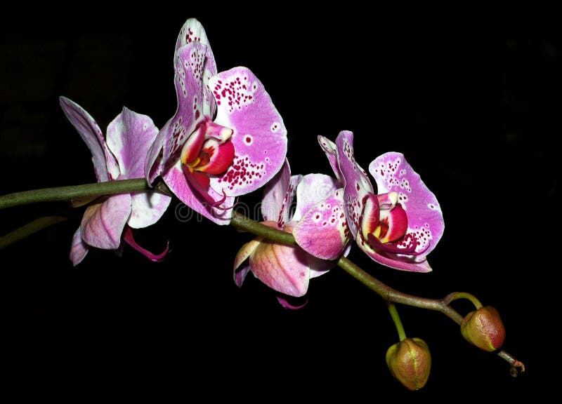 Orchidea stock image. Image of flower, white, flowered - 8491953