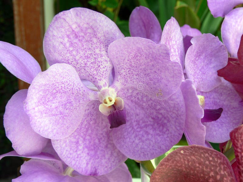 Orchidea Arrangement stock photo. Image of flowers, original - 686700