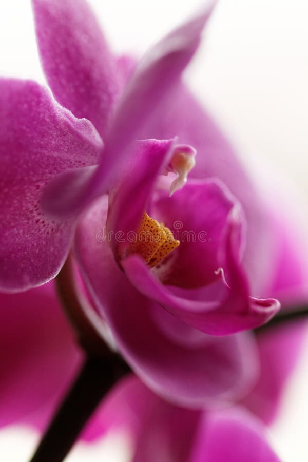 Orchidea stock photo. Image of botanical, macro, colorful - 41714788