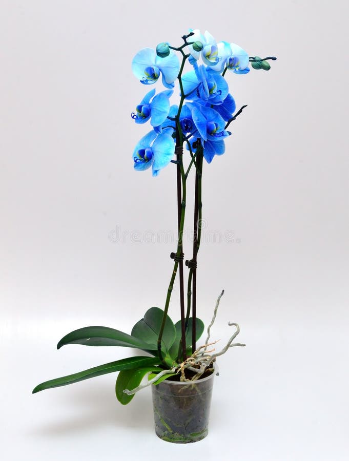 Orchidea blu immagine stock. Immagine di pianta, botanica - 66114047