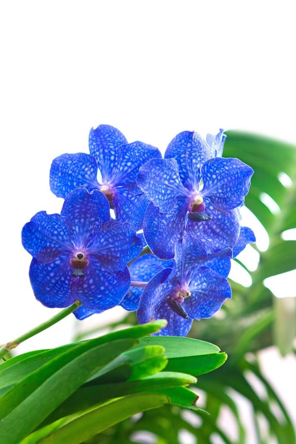 Orchidea blu immagine stock. Immagine di sfondo, gambo - 9956587