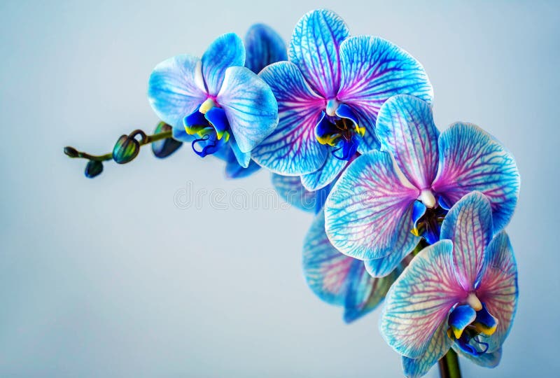 Orchidea Blu Brunch Dell'orchidea Con I Fiori Blu Fotografia Stock ...
