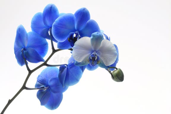 Orchidea blu del fiore fotografia stock. Immagine di orchidea - 47205058