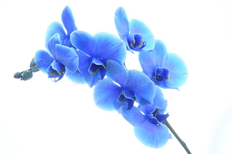 Orchidea blu del fiore fotografia stock. Immagine di macro - 48736762