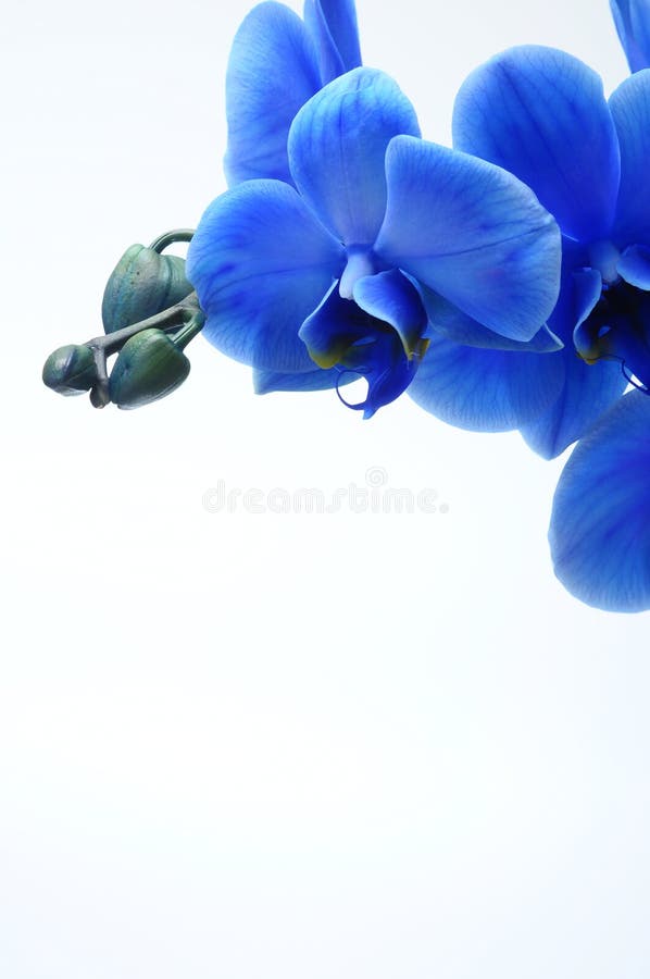 Orchidea blu del fiore immagine stock. Immagine di orchidea - 55310005