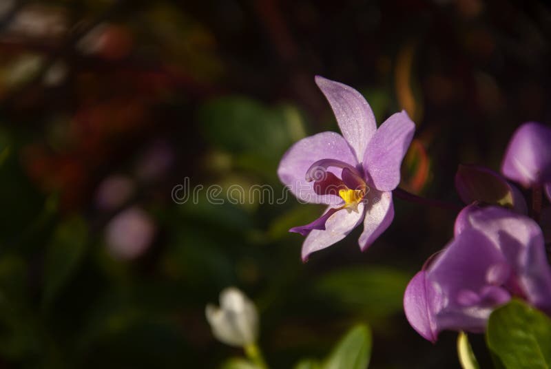 Violet magic stock image. Image of garden, closeup, magic - 236254929