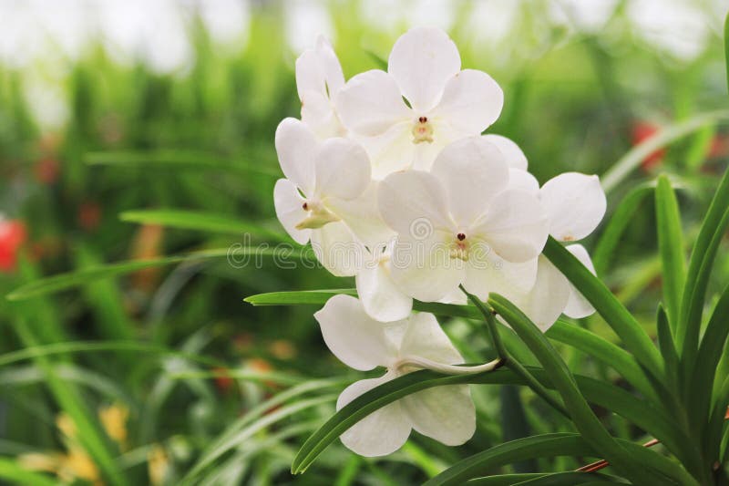 Orchidea flowers texture stock image. Image of garden - 364390341