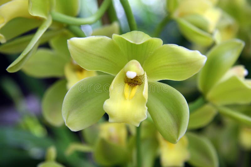 Orchidea Gialla Foto Stock - Download 3,536 Royalty Free Photos