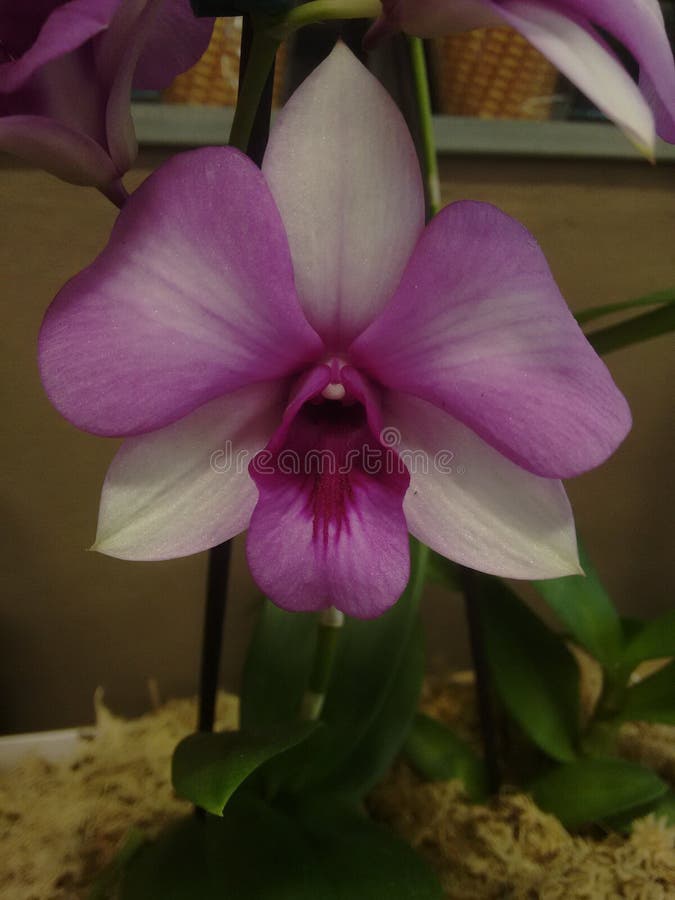 Orchidea stock image. Image of spring, color, orchidea - 158872435