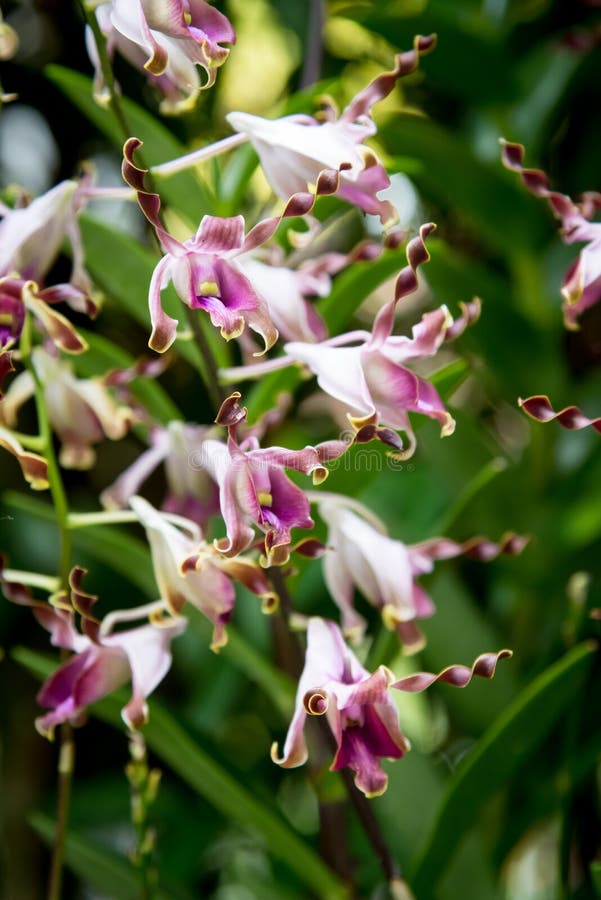 Orchidee Rare - Giardini Botanici Di Singapore Immagine Stock ...