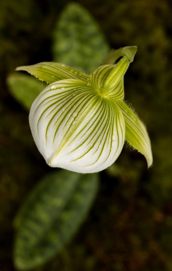 Orchidea A Strisce Verde E Bianca Di Paphiopedlium Immagine Stock ...