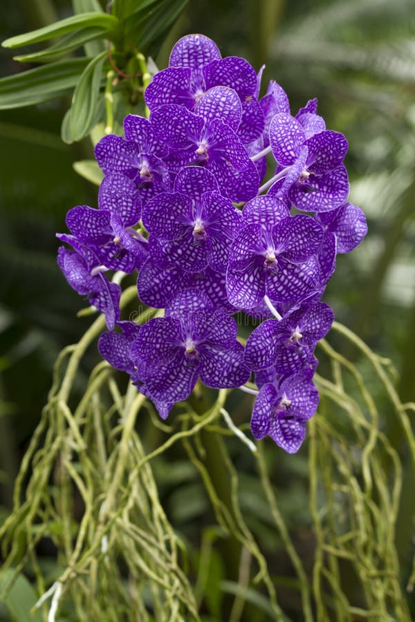 Beautiful Purple Orchidea Vanda Stock Photo - Image of petal, tropical ...