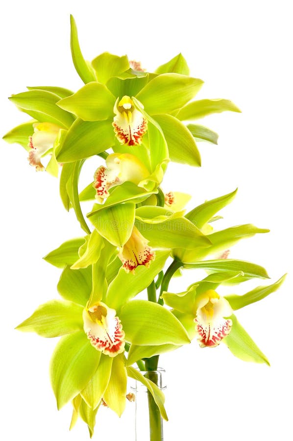 Orchidea verde isolata fotografia stock. Immagine di fioritura - 2240924