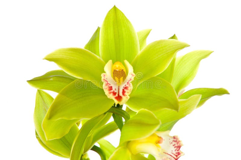 Orchidea verde isolata fotografia stock. Immagine di fioritura - 2240924