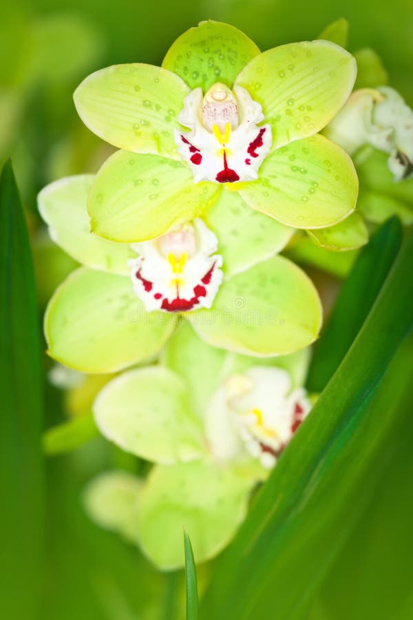 Orchidea verde immagine stock. Immagine di sviluppo, foglio - 22140609