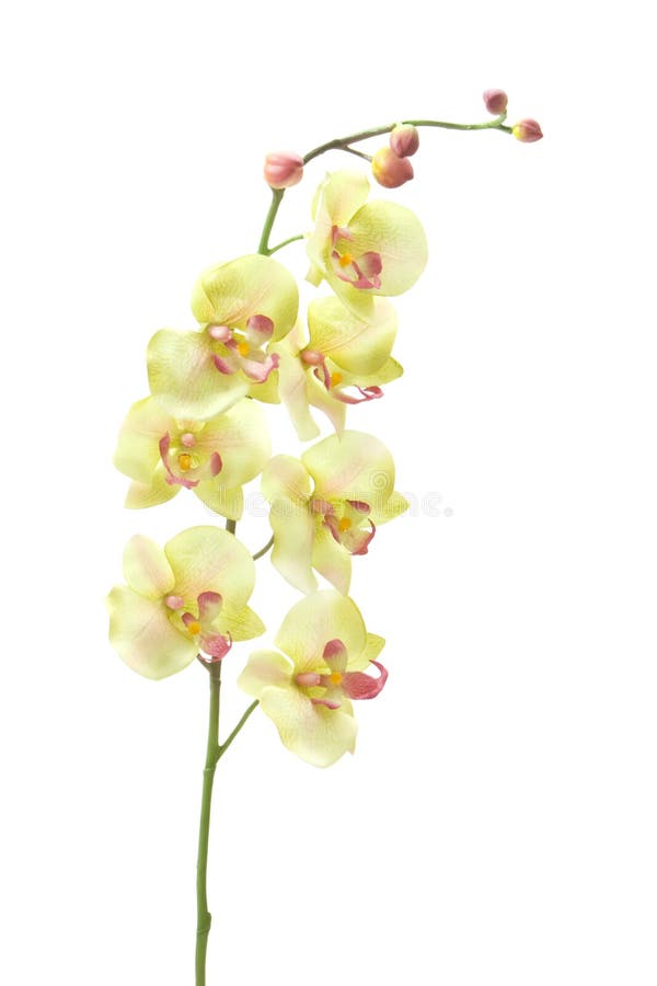 Fiore Verde Nel Fondo Del Giardino, Fiore Verde Dell'orchidea Immagine ...