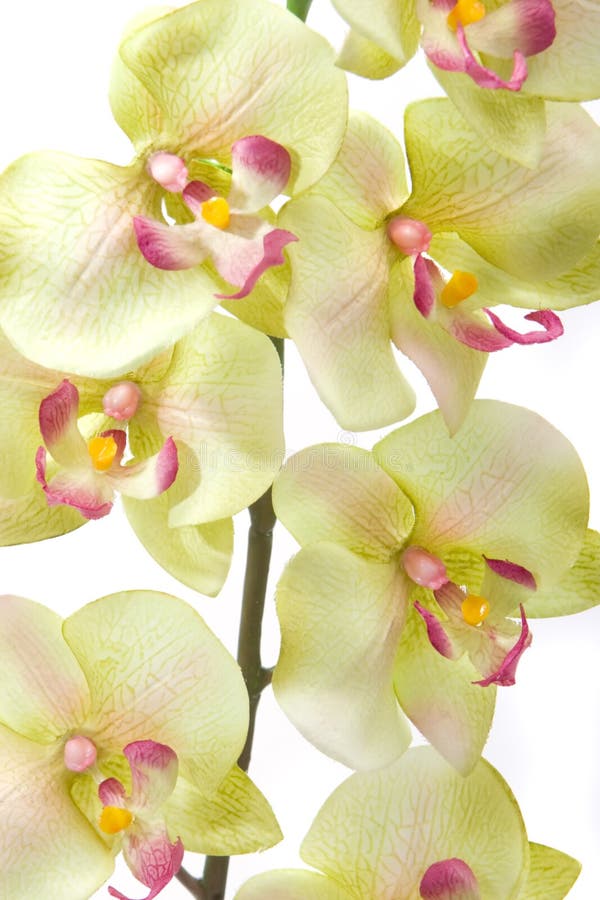 Orchidea verde fotografia stock. Immagine di bianco, sfondo - 2784650