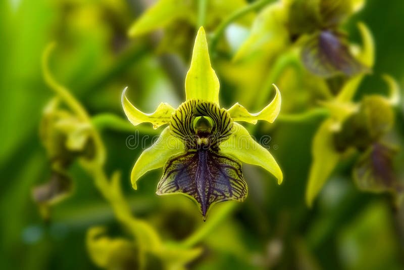 Orchidea verde immagine stock. Immagine di fiori, piante - 3983009