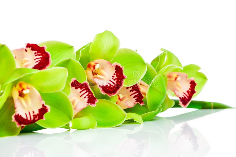 Orchidea verde immagine stock. Immagine di fiori, piante - 3983009