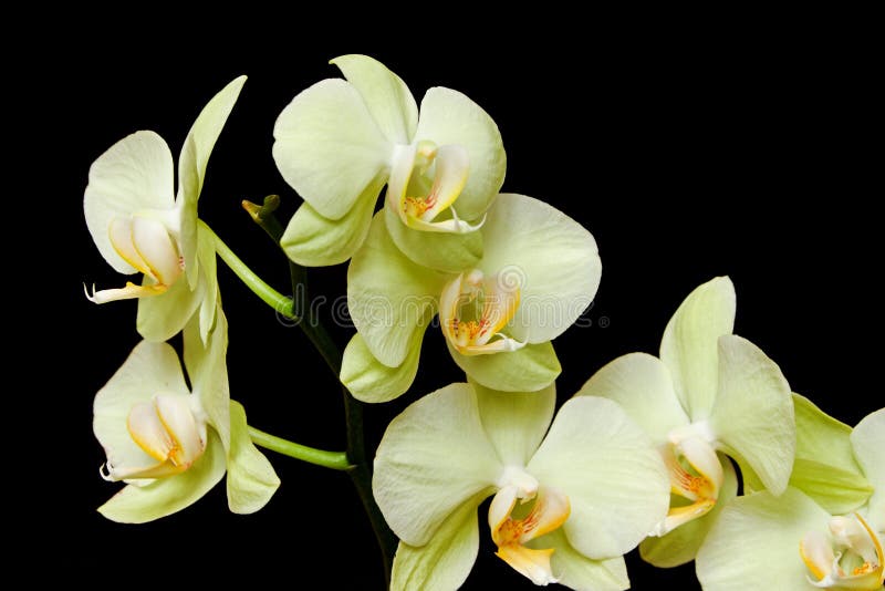 Orchidea verde immagine stock. Immagine di orticoltura - 89280611