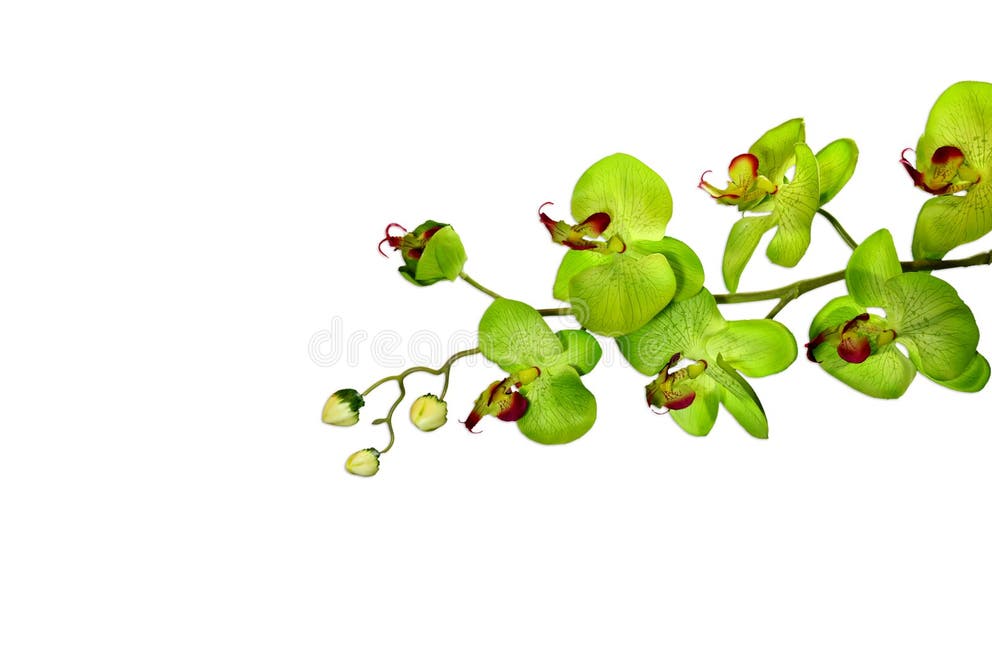 Orchidea verde isolata fotografia stock. Immagine di fioritura - 2240924