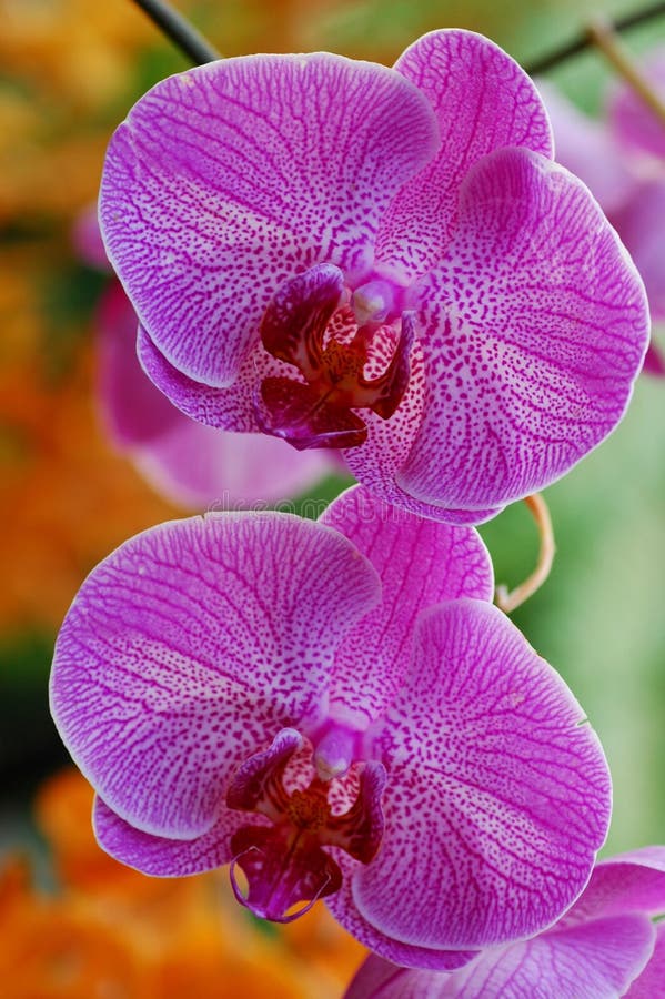 Orchidea Viola Nella Stazione Termale Immagine Stock - Immagine di ...