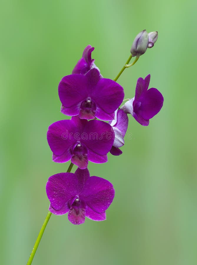 Orchidea Viola immagine stock. Immagine di germoglio - 11527301