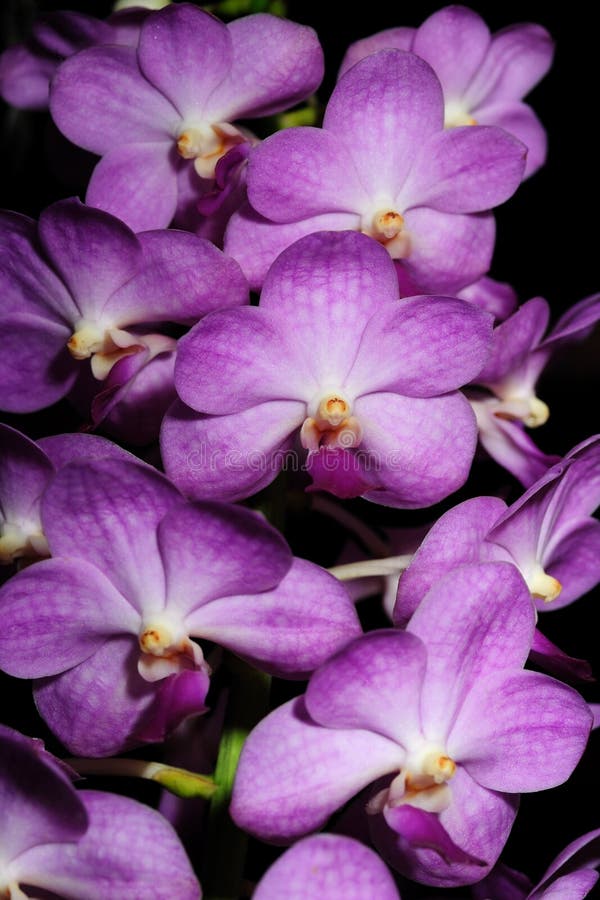 Orchidee blu violacee immagine stock. Immagine di hawaiano - 11729893