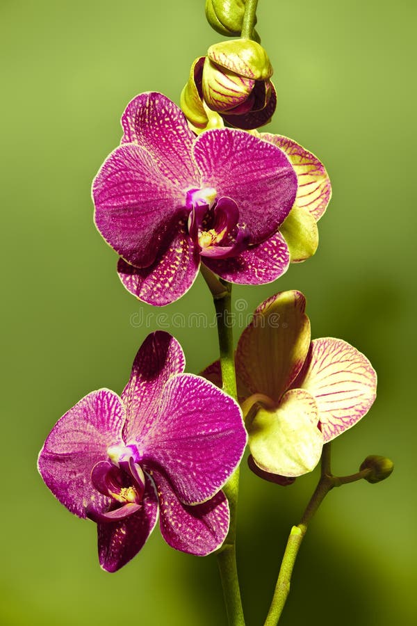 Orchidea viola immagine stock. Immagine di petalo, nave - 21920729