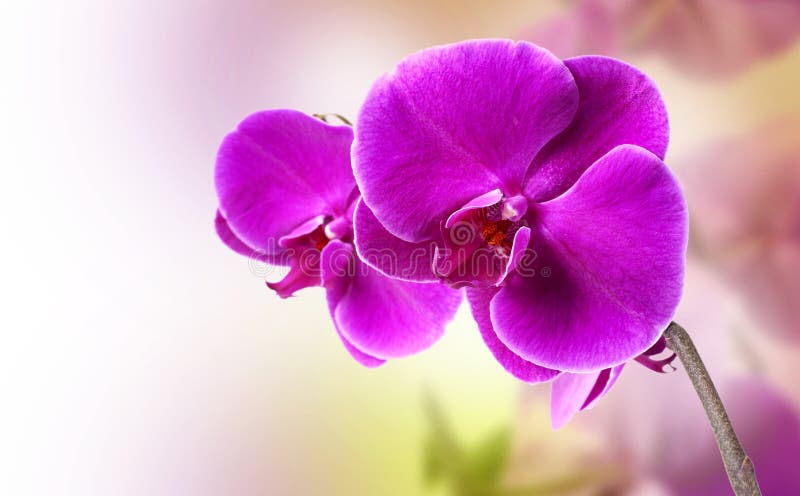 Orchidea viola immagine stock. Immagine di carpello, conservazione ...