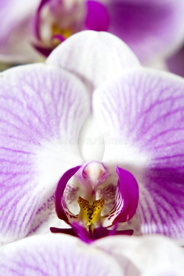 Orchidea viola immagine stock. Immagine di fioriture, nave - 3462057