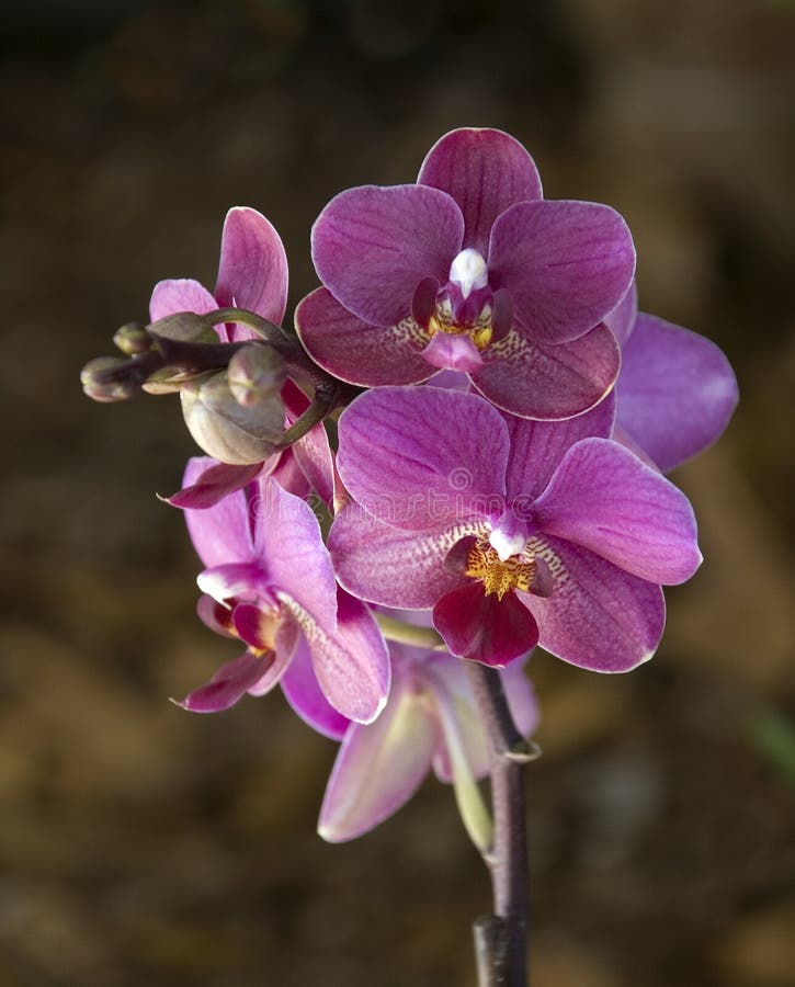 Orchidea viola fotografia stock. Immagine di bello, orchidea - 576138