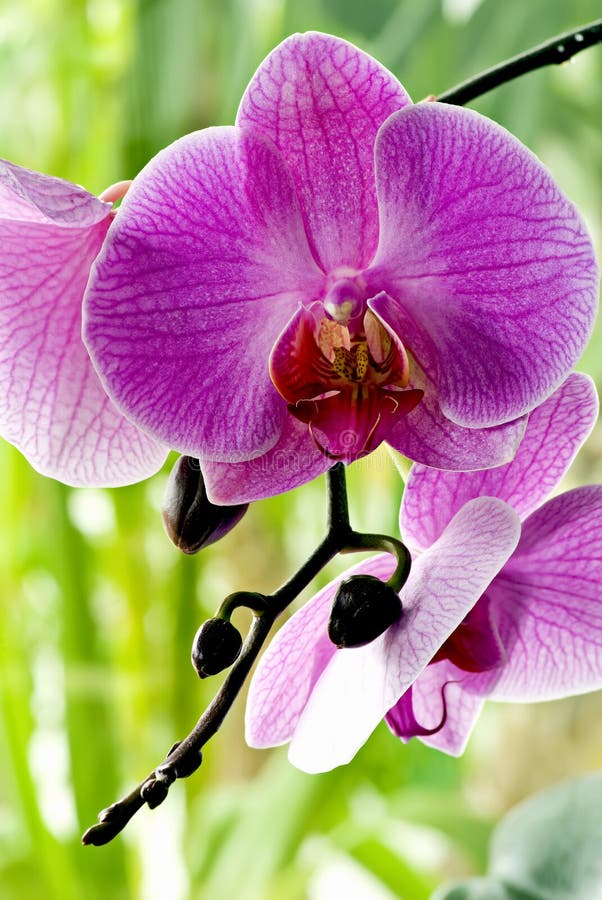 Primo Piano Viola Dell'orchidea Fotografia Stock - Immagine di fiore ...