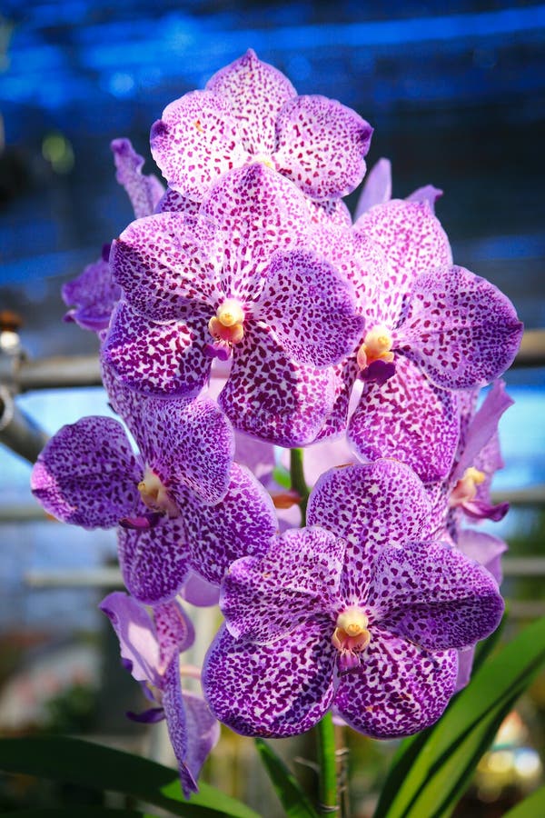 Orchidea viola di Vanda fotografia stock. Immagine di stabilito - 49174294