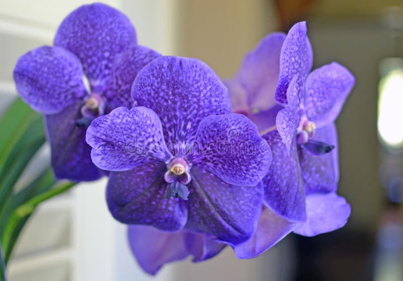 Orchidea viola di Vanda immagine stock. Immagine di sfondo - 42911159