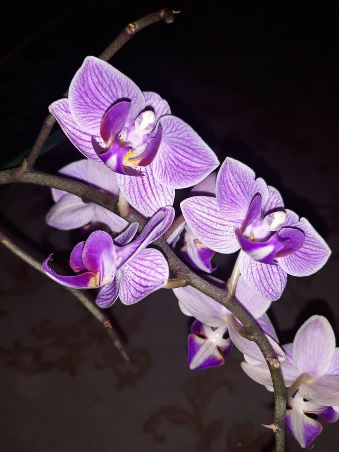 Fiore Viola Dell'orchidea Isolato Su Fondo Bianco Con Il Percorso Di ...