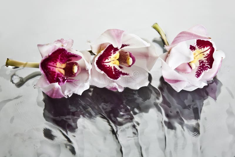 Orchideeën Die Op Water Drijven Stock Foto - Afbeelding bestaande uit ...