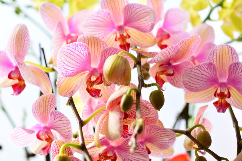 Orchidee stock foto. Image of mooi, cultuur, koudste - 85065844