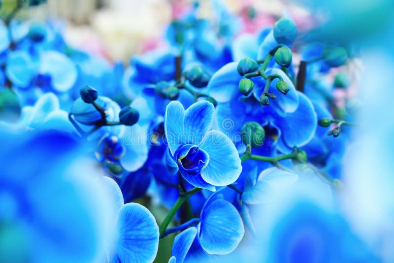 Orchidee blu fotografia stock. Immagine di esotismo, fronte - 23829248