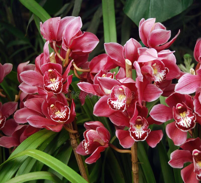 Orchidee di cimio immagine stock. Immagine di colore - 190238401