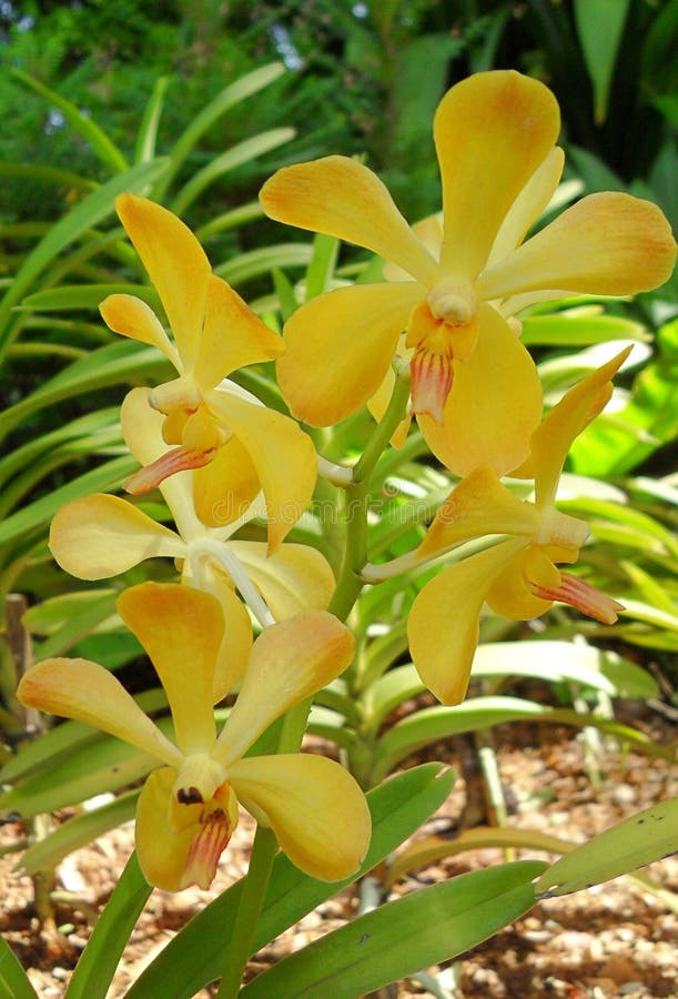 Orchidee Rare - Giardini Botanici Di Singapore Fotografia Stock ...