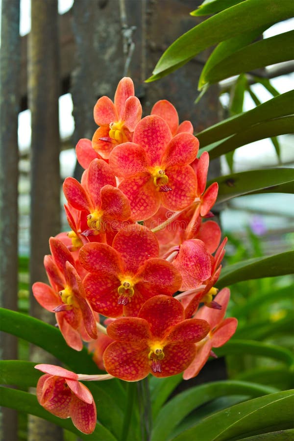 Orchidee in Thailand stock foto. Image of bloesem, flora - 33432208