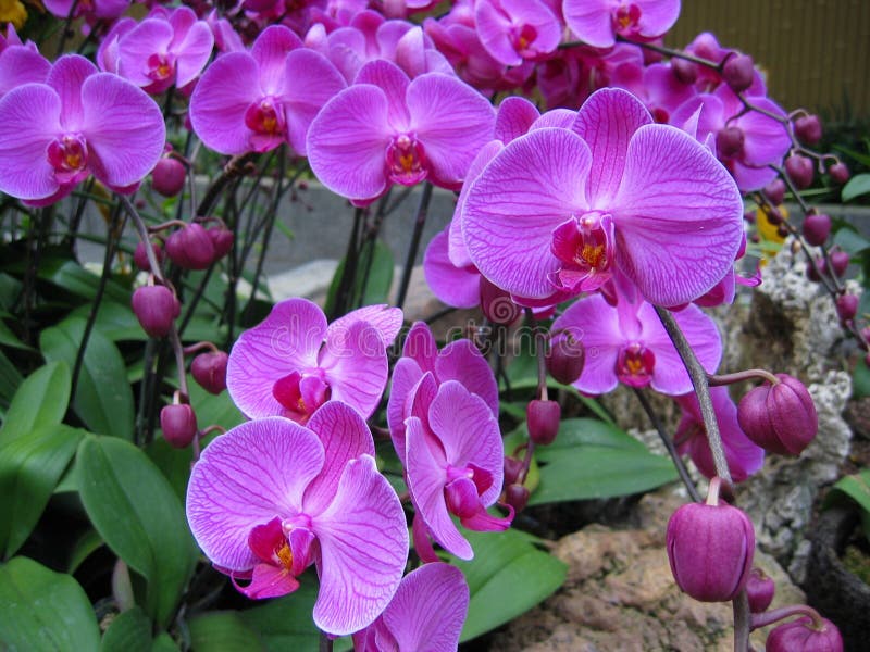 Orchidee Viola 2 fotografia stock. Immagine di abbastanza - 628046