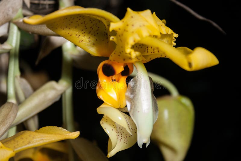 Orchidee aus Costa Rica stockbild. Bild von blüte, zentral - 34797065