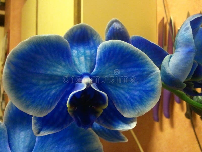 Orchidee stock photo. Image of orchidaceae, beautyful - 9287784