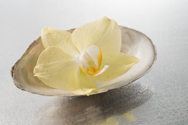 Natte zeeschelpen stock afbeelding. Image of textuur - 31663577