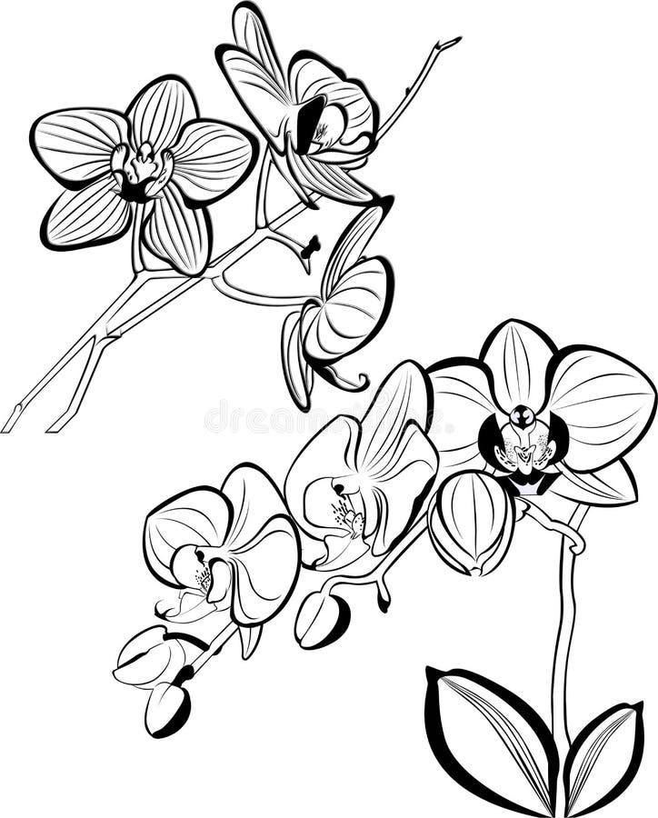 Orchideen vektor abbildung. Illustration von nave, hintergrund - 47468872