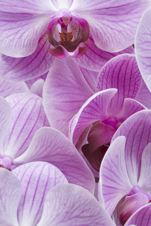 Orchideenschmetterling stockfoto. Bild von schande, blume - 39052728