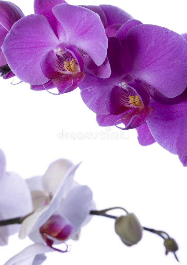 ORCHIDS stock image. Image of energy, colourful, love - 2330405