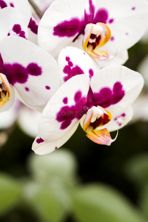 Orchids stock photo. Image of stamens, perennial, symmetry - 29205906